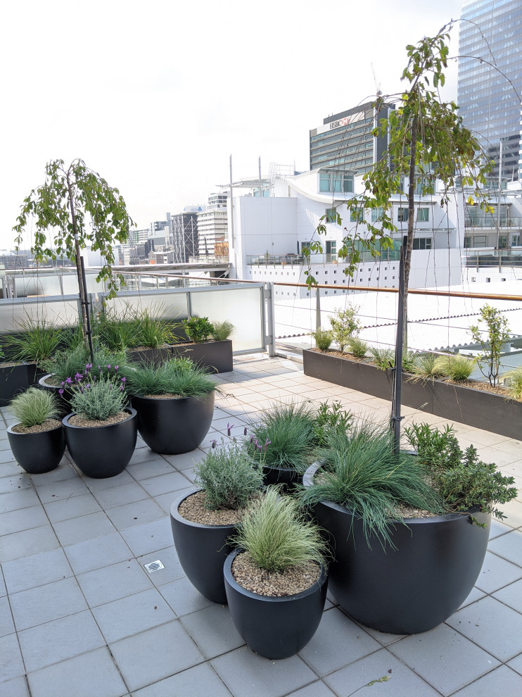 Seaside Container Garden - Modern - Landscape - Auckland - by City ...