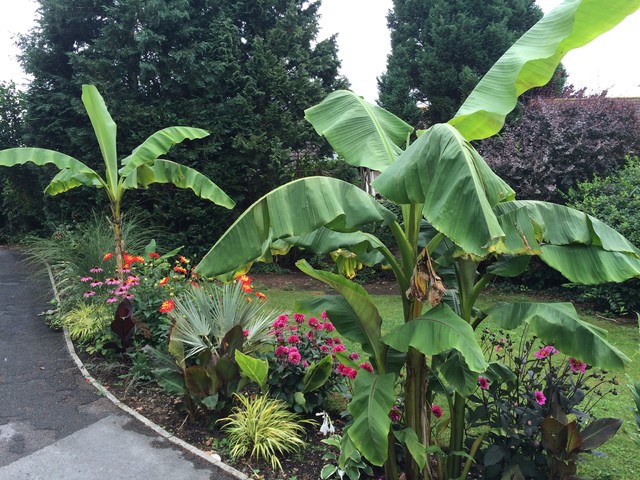 Sub-Tropical Planting - Garden - Other - by Green & Gorgeous | Houzz UK