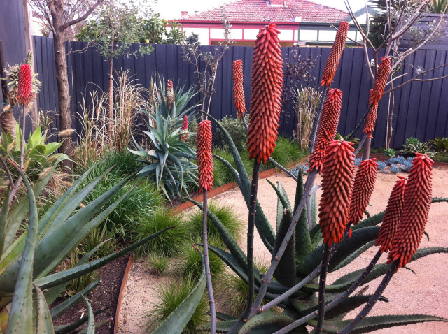 Sustainable no lawn garden - Eclectic - Garden - Melbourne - by ...