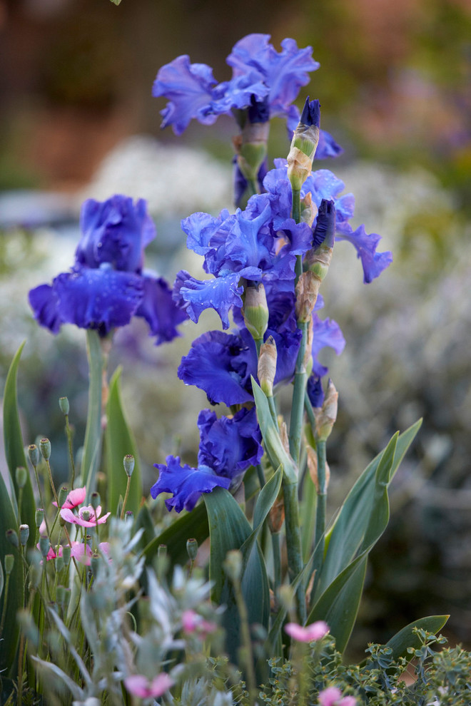 The Lemon Tree Trust Garden - Contemporary - Landscape - London - by ...