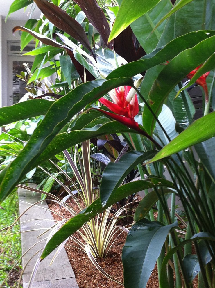 urban tropics - Tropical - Landscape - Sydney - by inovasis design | Houzz