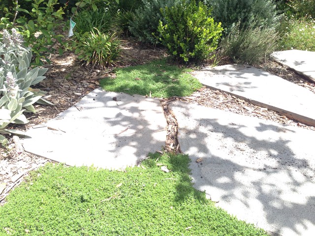 Wattle Park Project - Méditerranéen - Jardin - Adélaïde - par ...