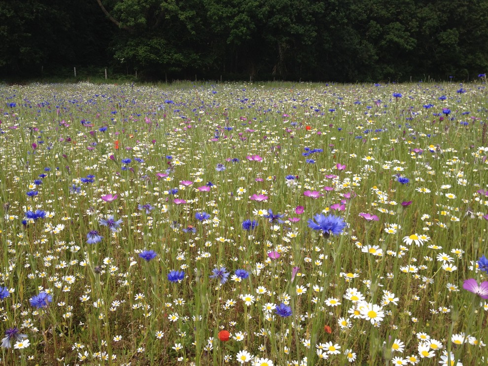Wildflower Meadow & Orchard - Farmhouse - Landscape - Hampshire - by ...