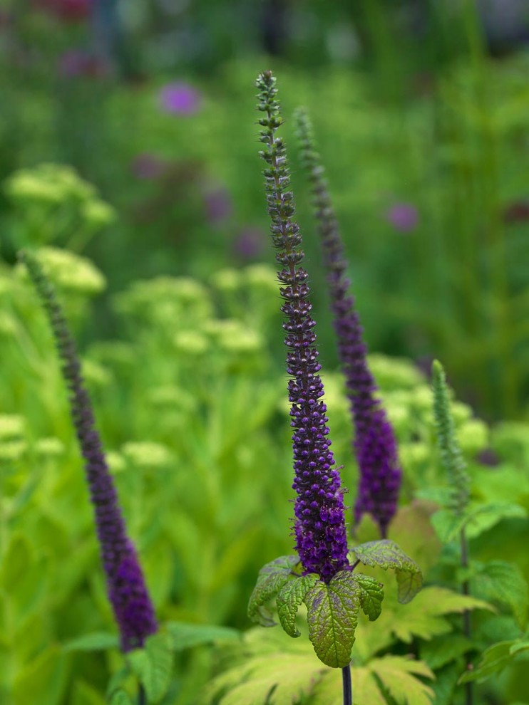 Woodcote garden - Traditional - Garden - London - by Joanne Winn Garden ...