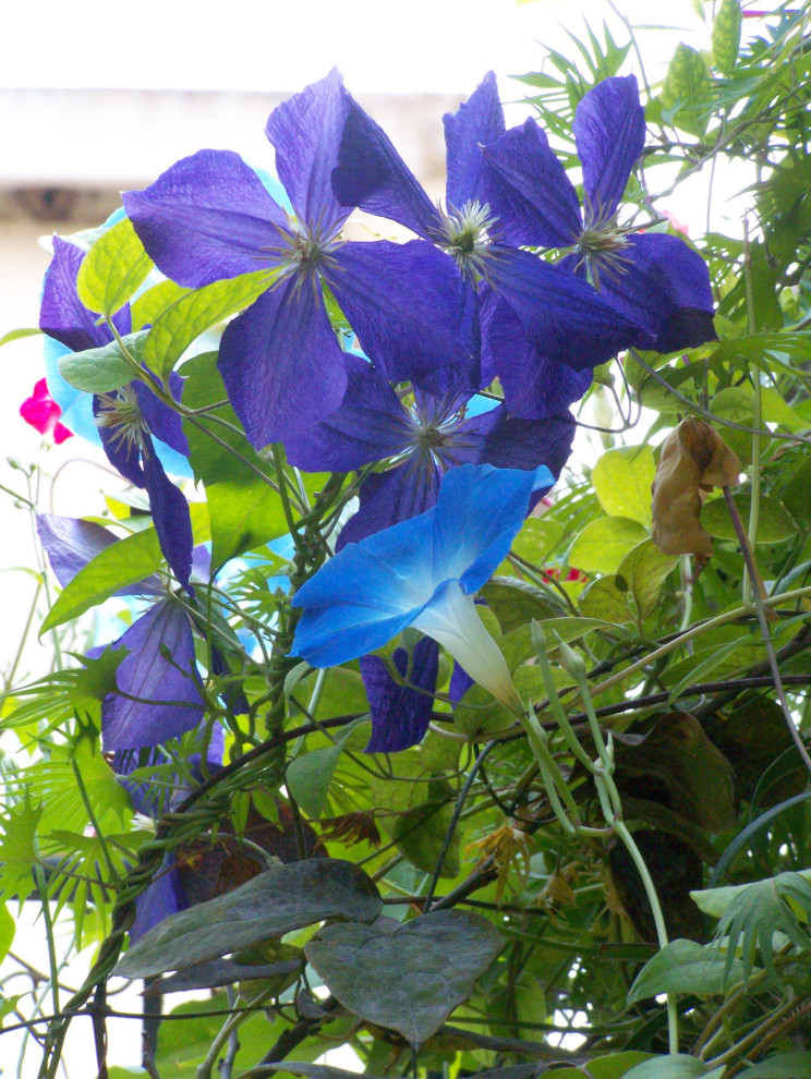 Clematis e ipomee - Farmhouse - Landscape - Catania-Palermo - by Lidia ...