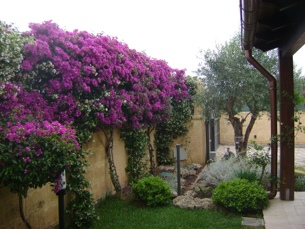 Foto con parete di Boucanvillee - Mediterranean - Landscape - Catania ...