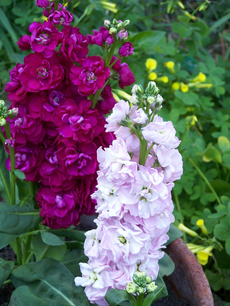 Matthiola incana - Farmhouse - Landscape - Other - by Lidia Zitara | Houzz