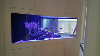 Triangle Reef Tank - Traditional - Hall - New York - by Aqua Creations ...