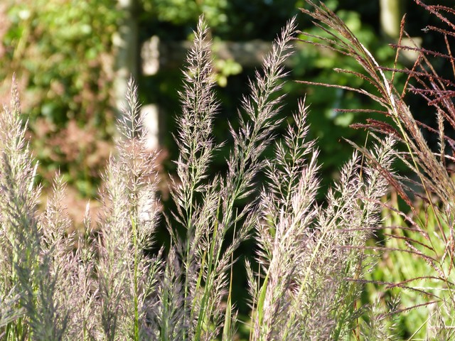 Achnatherum brachytrichum - Contemporary - Garden - Rennes - by ...