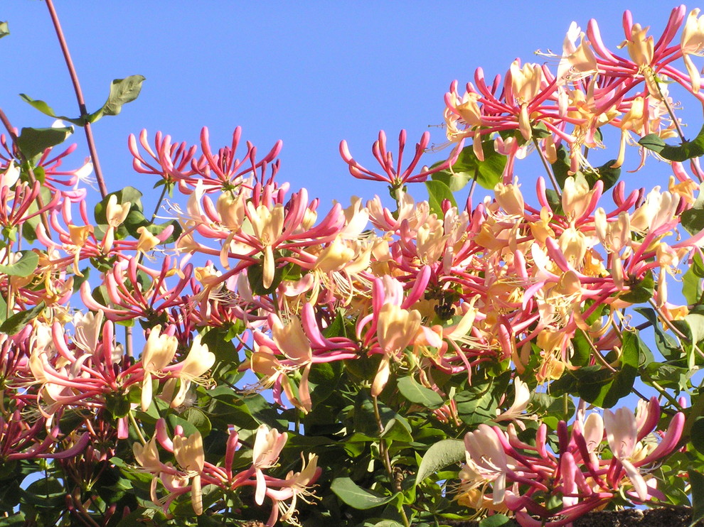 Chèvrefeuille - Farmhouse - Landscape - Paris - by JEAN-CLAUDE JOUAULT ...