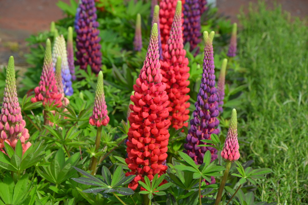 Lupin - Farmhouse - Landscape - Lyon - by Pépinières Imbert | Houzz