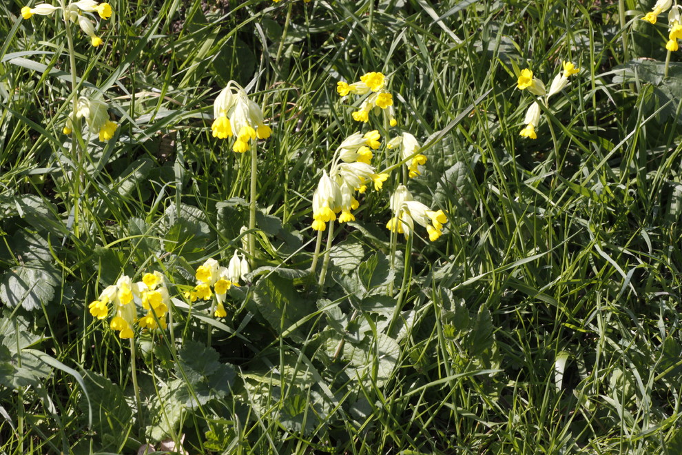 Primula officinalis - Farmhouse - Landscape - Paris - by Patricia ...