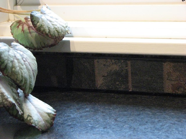 2 inch accent tiles replaces typical apron under window sill ...