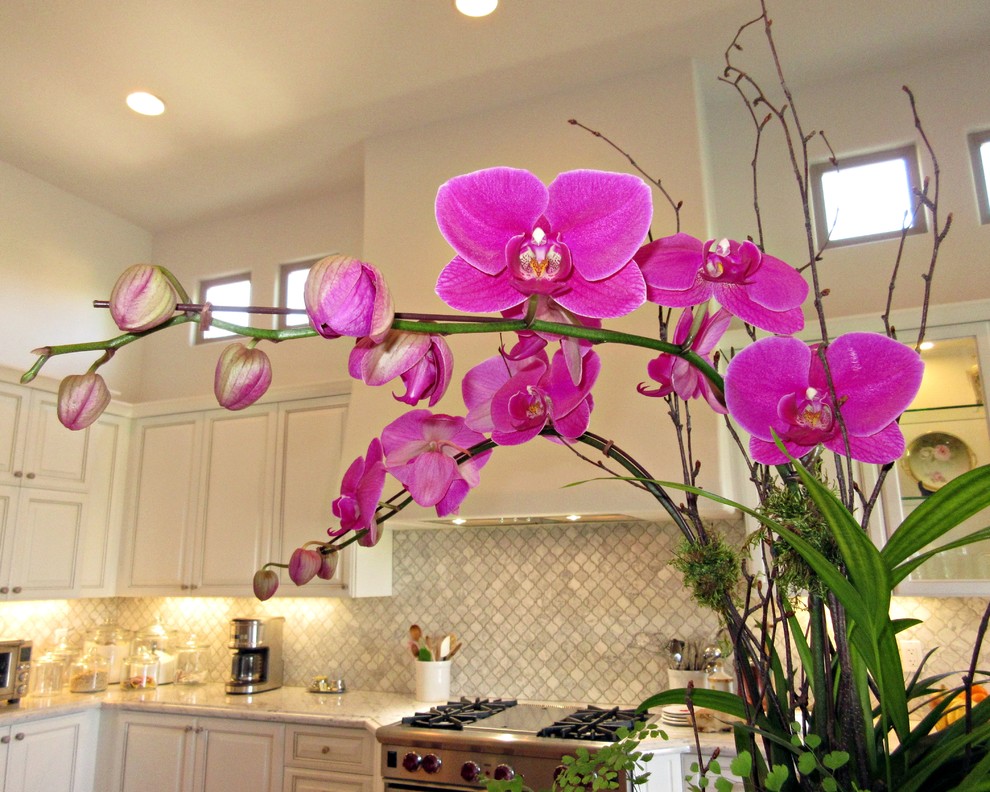 Transitional - Fuschia Orchid in White and Gray Kitchen with Carrera ...