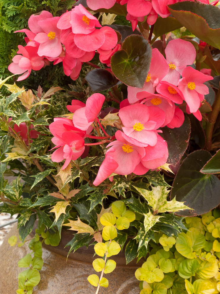 From Bird of Paradise to Begonia: Flowers and their Meanings | Houzz NZ