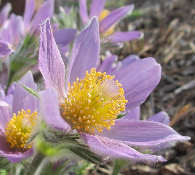 Great Native Plant: Pasque Flower