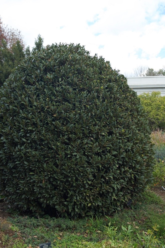 5 Structural Plants to Frame Your Garden Beautifully