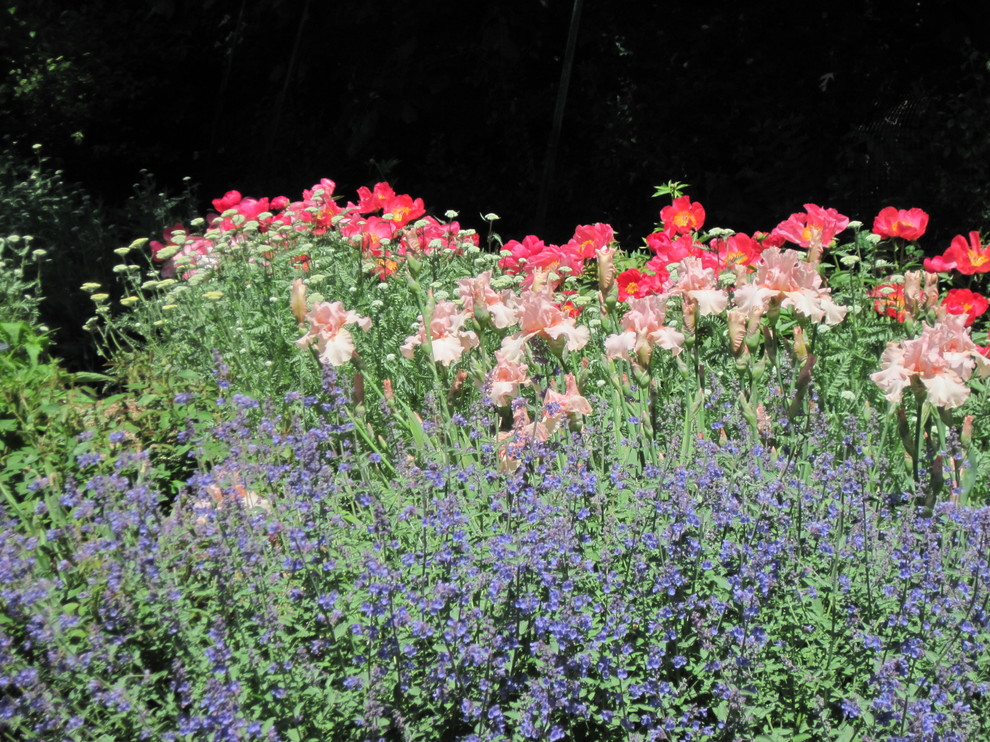 A colorful part of the June border - Traditional - Garden - Milwaukee ...