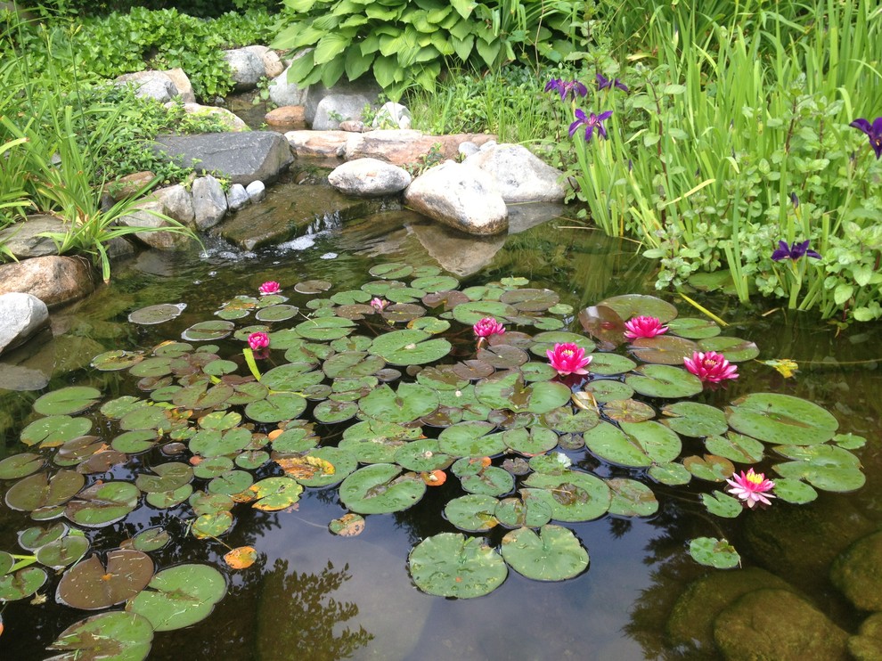 A man-made animal sanctuary in your own backyard - Traditional ...