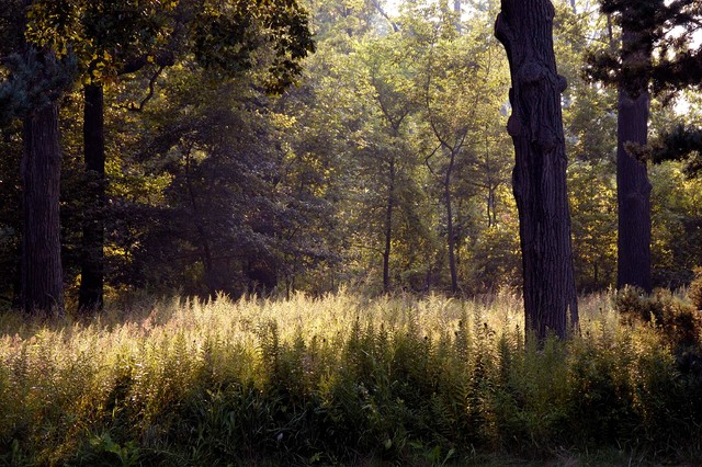 A Modern Farm House - Sun-lit Oak Savanna - Rustic - Garden - Chicago ...