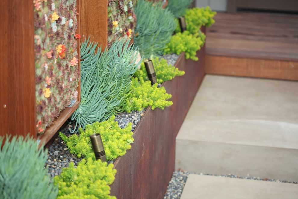 A Modern San Francisco Front Entry Garden - Contemporary - Landscape ...