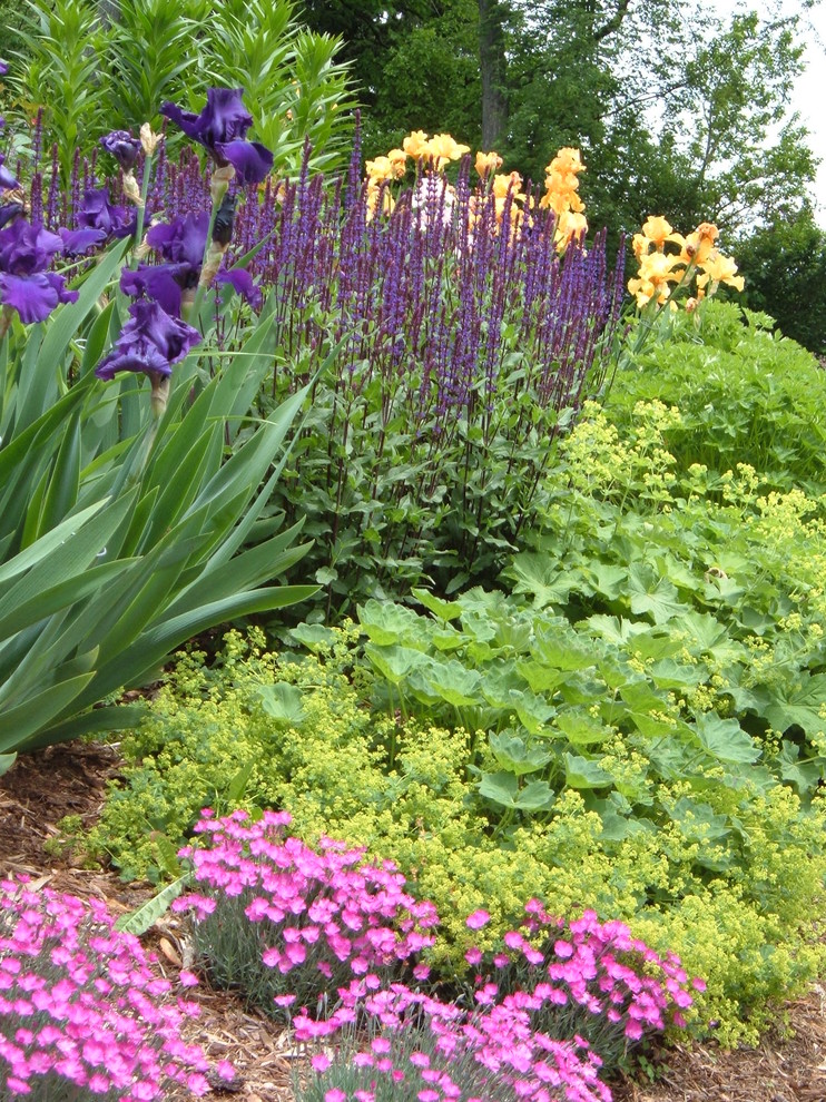 A vividly planted perennial border - Traditional - Landscape ...