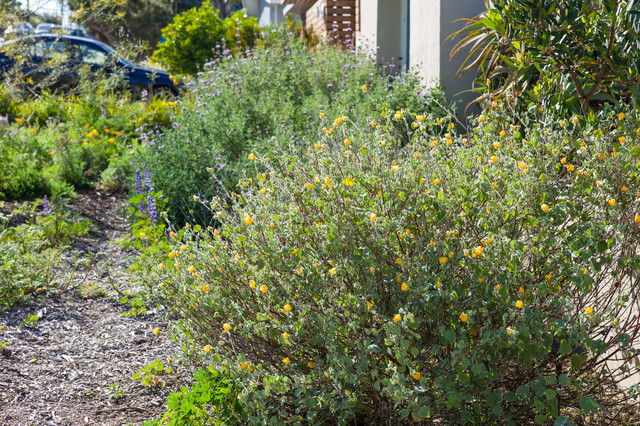 Abutilon Palmeri / Palmer's Indian Mallow - Garden - Los Angeles - by ...