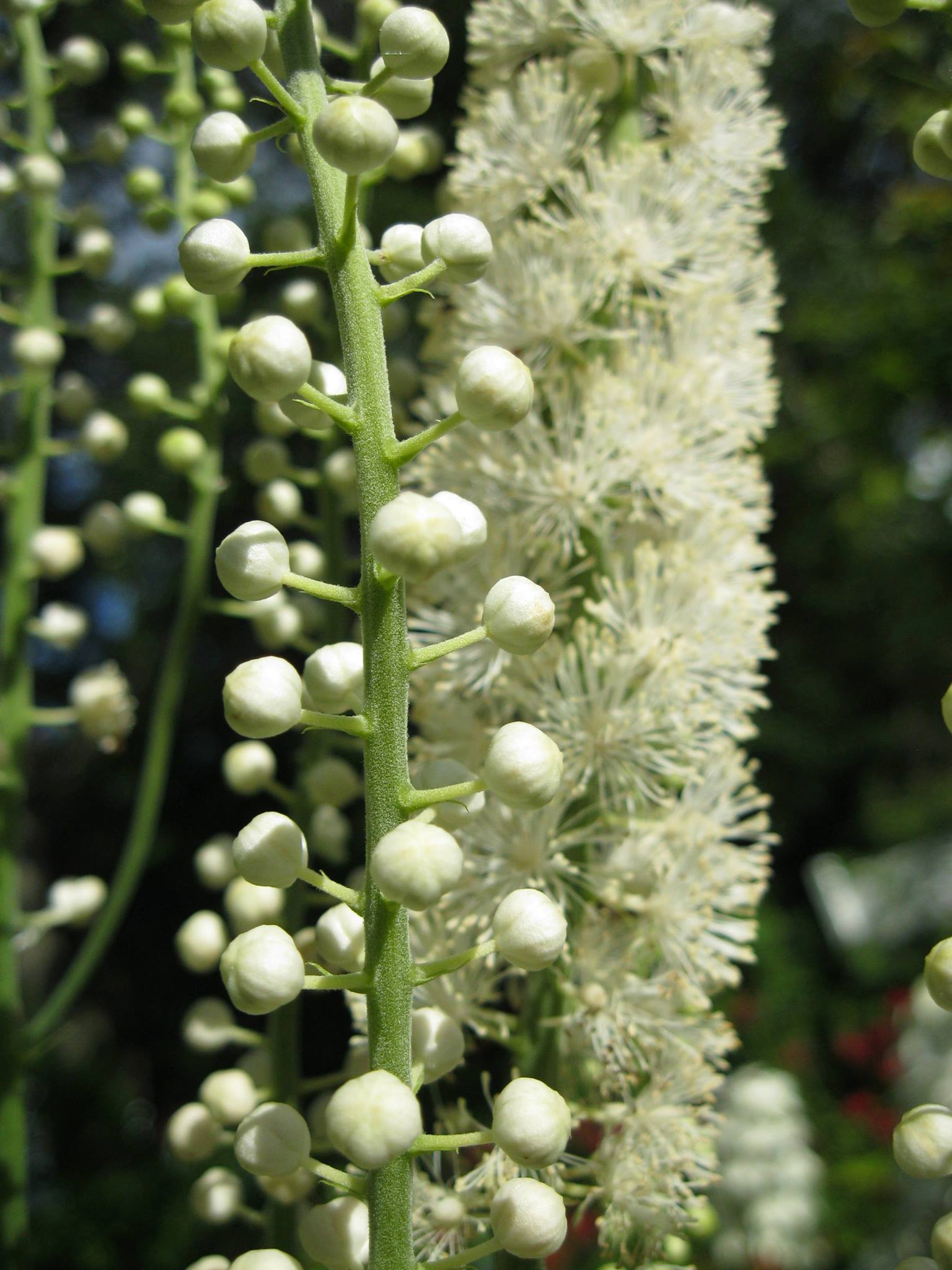 Great Design Plant: Actaea Racemosa