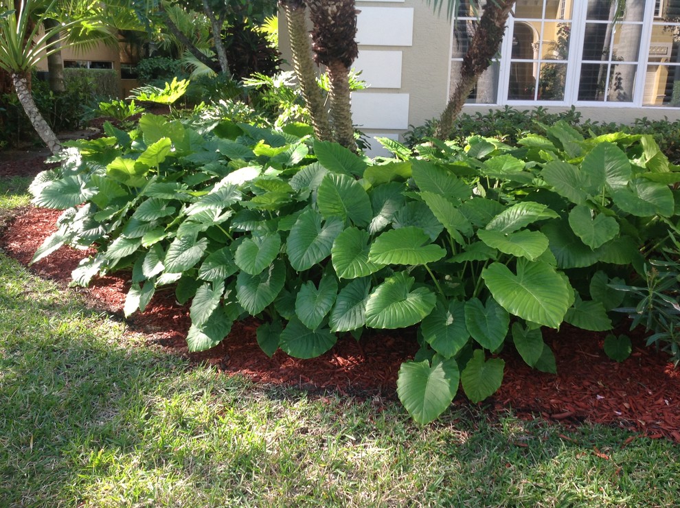 Addison Preserve, Talavera - Mediterranean - Landscape - Miami - by ...