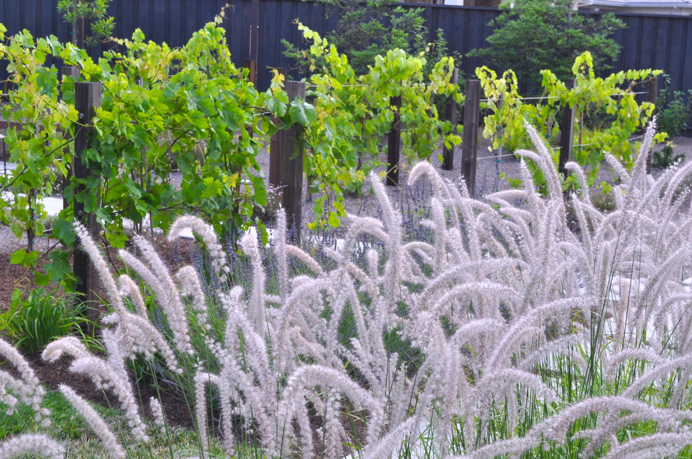 Alhambra Valley - Modern - Garden - San Francisco - by Huettl Landscape ...