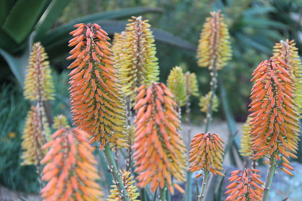 Aloe 'moonglow' Dances With An Aloe capitata hybrid - Mediterranean ...