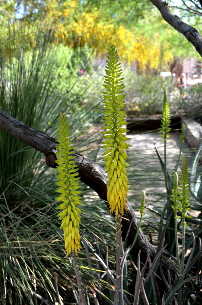 Aloe Vera - Landscape - Other - by Noelle Johnson Landscape Consulting ...