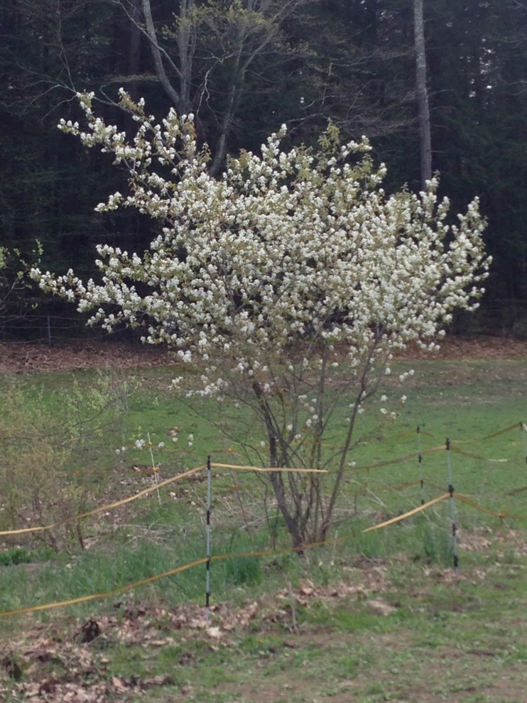 Amelanchier spp - Landscape - Boston - by Ellen Sousa/Turkey Hill Brook ...