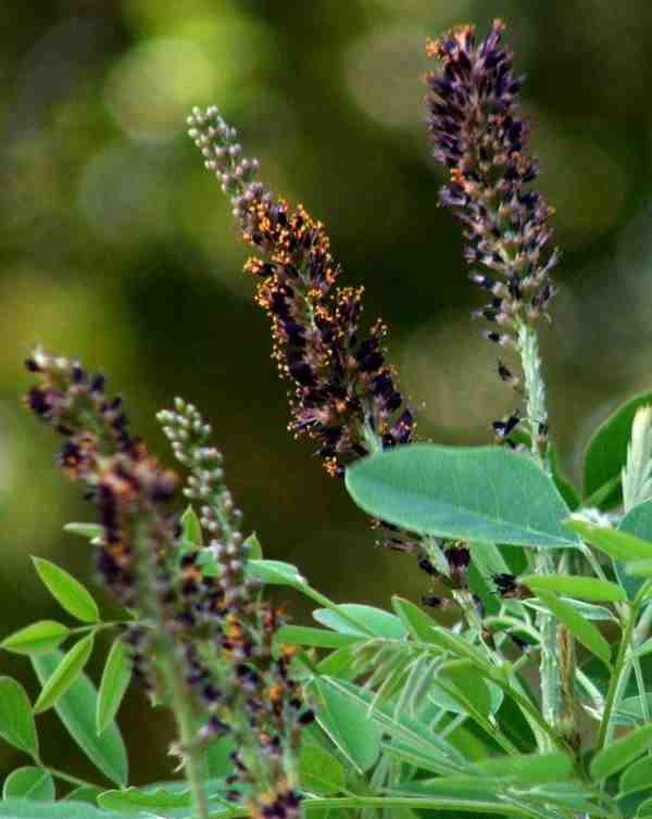 Amorpha fruticosa - Landscape - Other - by Las Pilitas Nursery | Houzz
