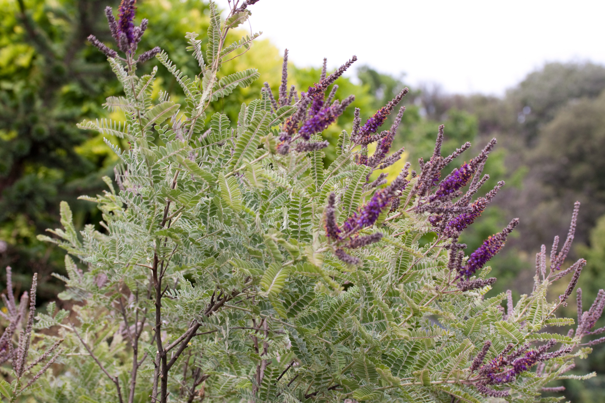 Great Design Plant: Amorpha Nana