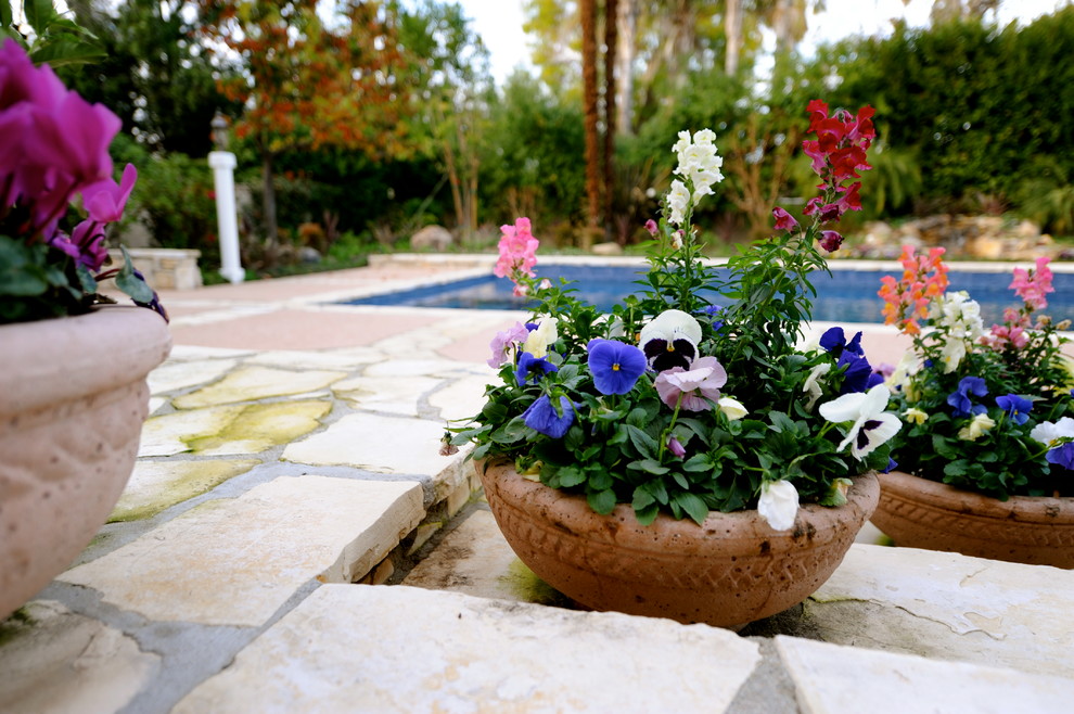 Annual color - Traditional - Garden - Los Angeles - by Alma Gardening ...