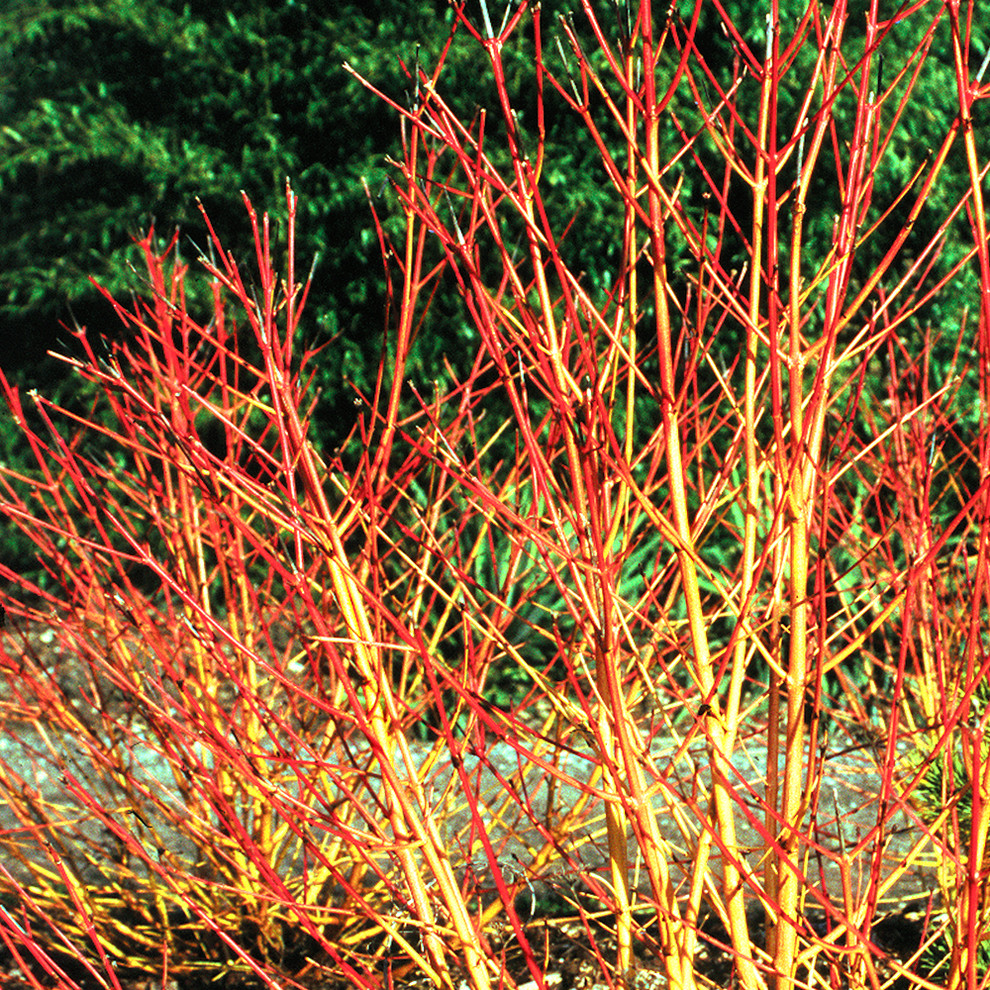 Arctic Sun™ Red Twig Dogwood (Cornus) - Eclectic - Landscape - Chicago ...