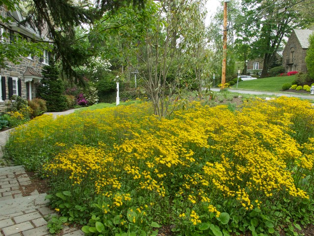Packera Aurea Puts On a Springtime Show in Sun or Shade