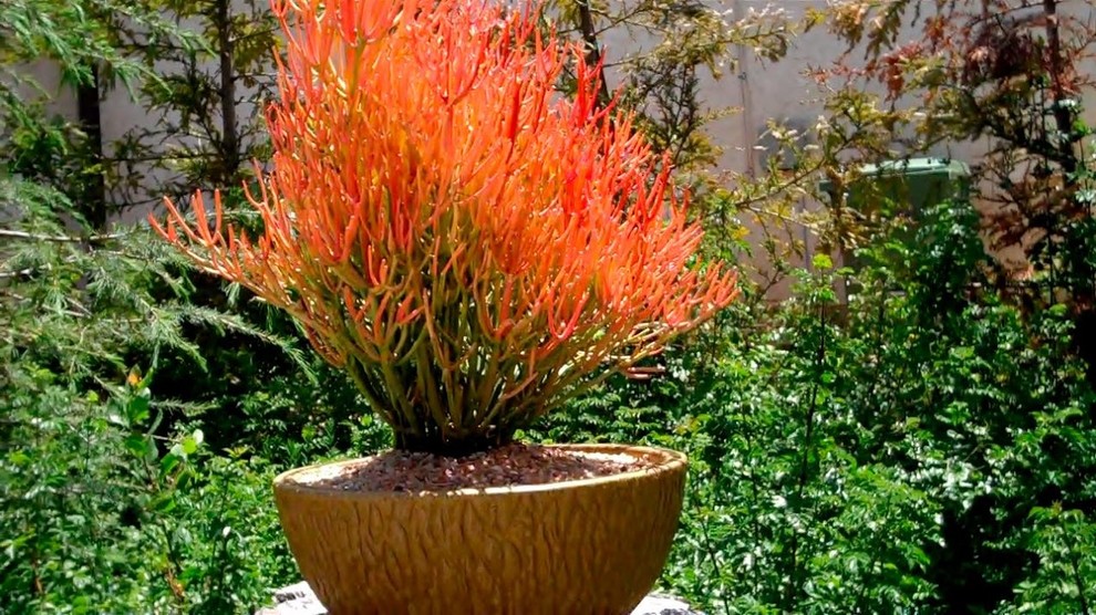 Arroyo Conejo - Mediterranean - Landscape - Los Angeles - by Transcape ...