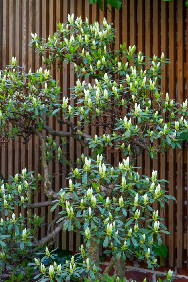 Asian Garden Pruning and Planting - Contemporary - Garden - New York ...