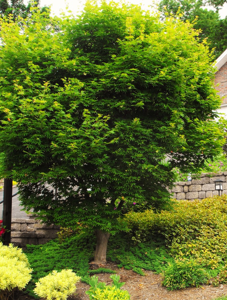 Asian Terrace Garden in Bristol, Virginia - Asian - Landscape - Other ...
