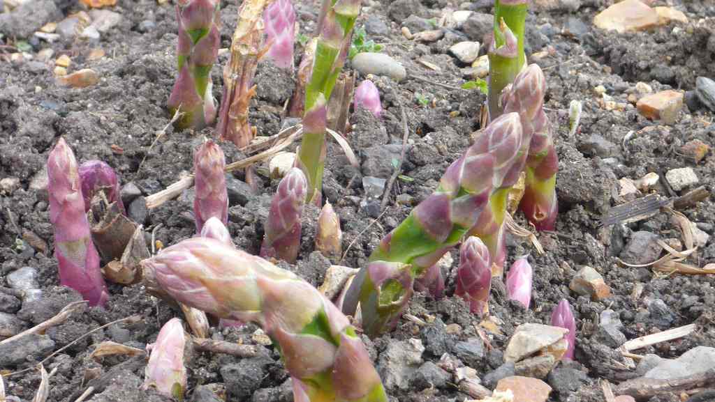 Cool-Season Vegetables: How to Grow Asparagus