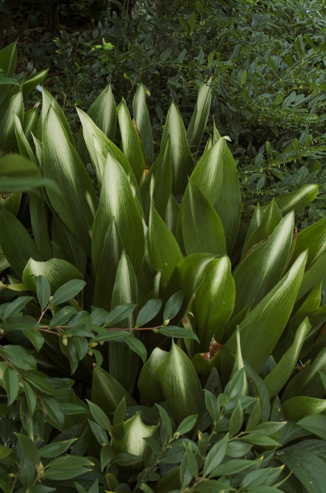 Aspidistra 'Asahi', at the JC Raulston Arboretum, NC - Landscape ...