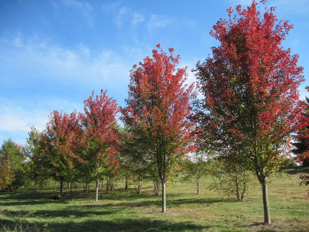 Autumn Blaze Maples - Landscape - Kansas City - by Tree Patch Inc | Houzz