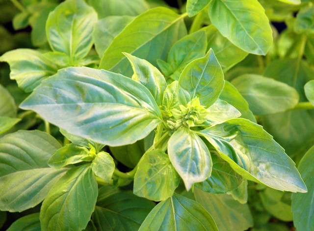 How to Grow Basil | Houzz