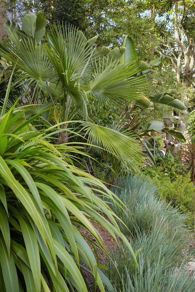 San Francisco Cloud Forest Garden - Tropical - Landscape - San ...