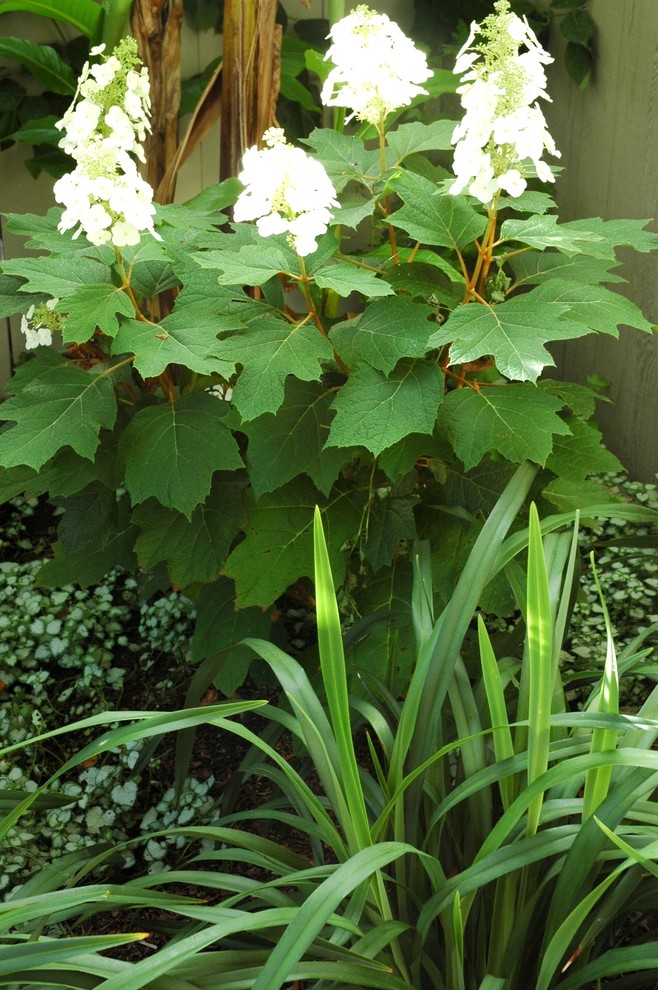 Bay Area Plants - Modern - Landscape - San Francisco - by Studio Green ...