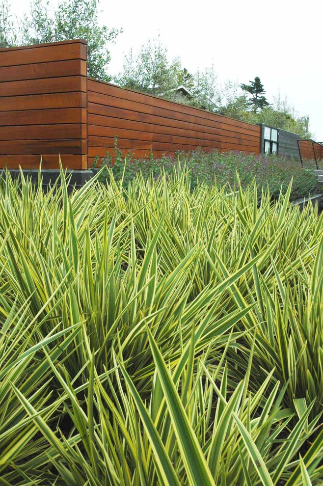 Bay Area Plants - Modern - Landscape - San Francisco - by Studio Green ...