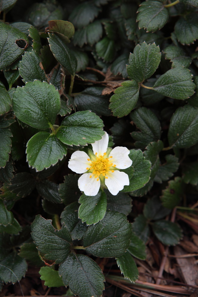 Beach Strawberry Blooms - Beach Style - Landscape - Los Angeles - by ...