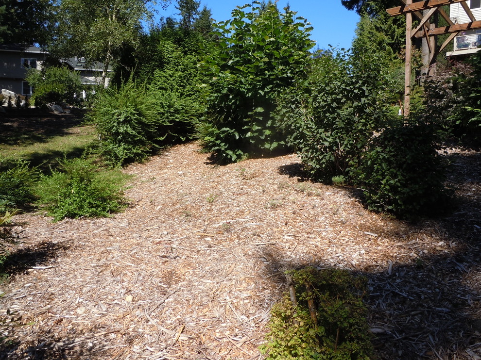 Before: Poorly Pruned and Random Plantings - Landscape - Seattle | Houzz